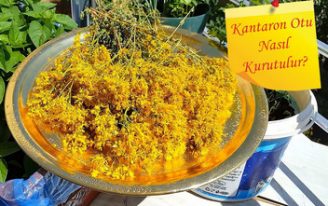 Sarı Kantaron Bitkisi: Faydaları, Kullanımı ve Zararları - Organik ...